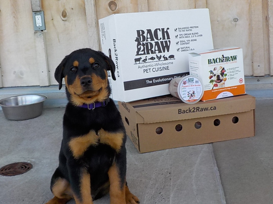 5 Reasons raw food is ideal for your dog – Back2Raw